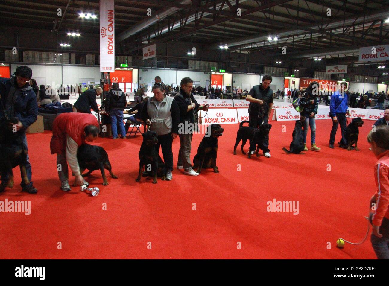 Dogs in competition at dog's event Stock Photo - Alamy
