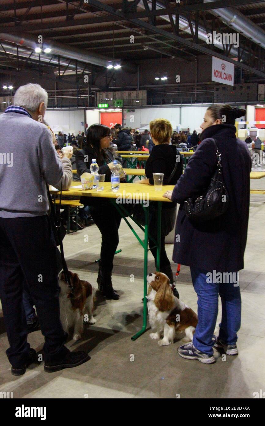 Dogs in competition at dog's event Stock Photo - Alamy