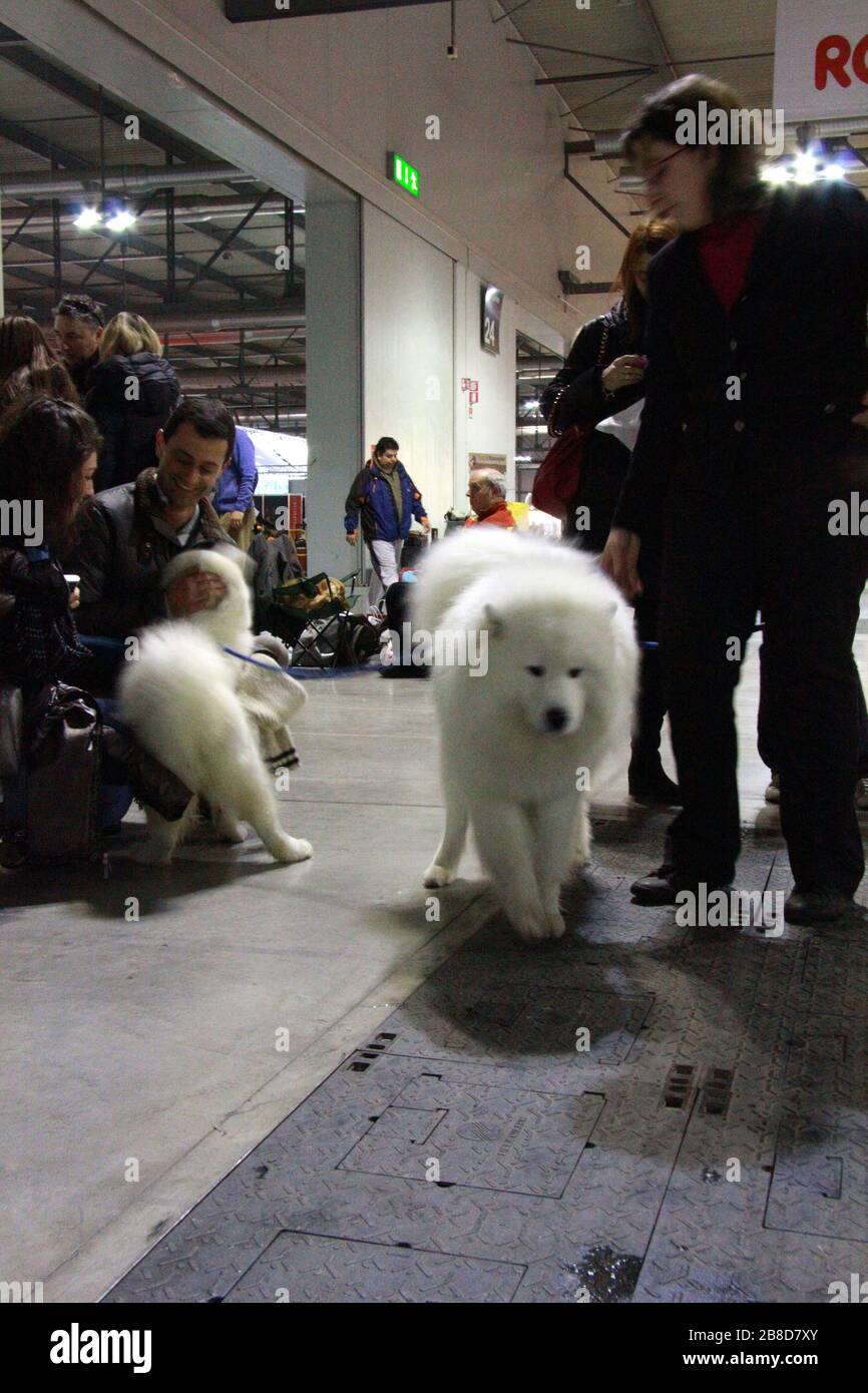 Dogs in competition at dog's event Stock Photo - Alamy