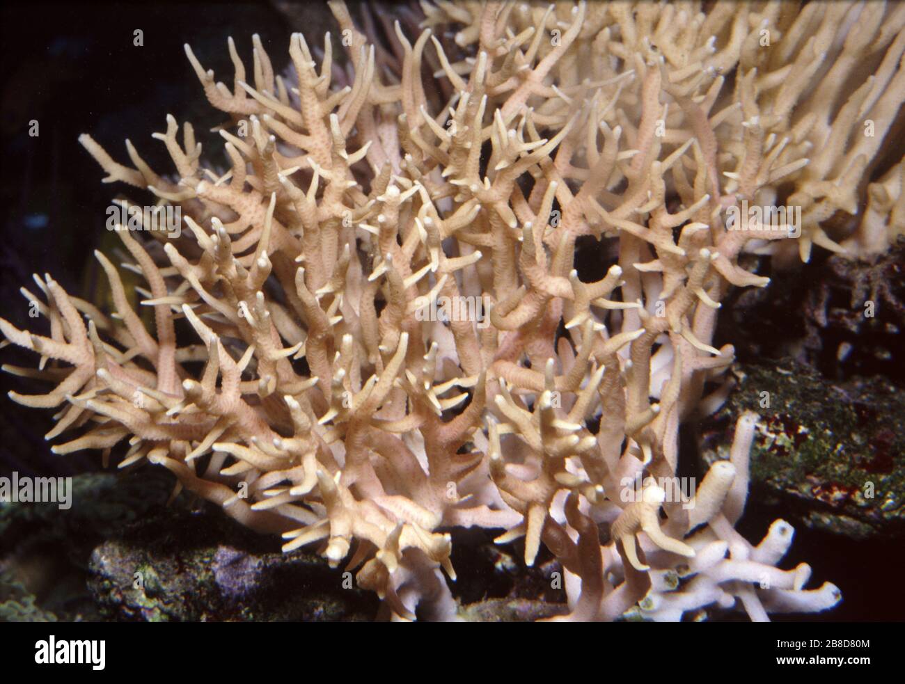 Bleaching tank hi-res stock photography and images - Alamy