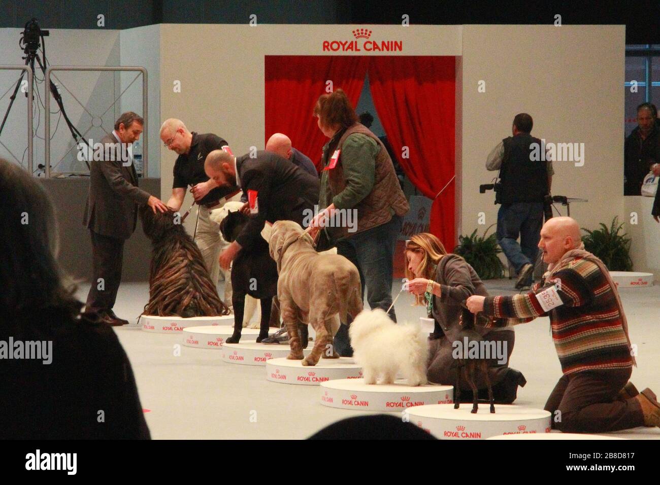 Dogs in competition at dog's event Stock Photo - Alamy
