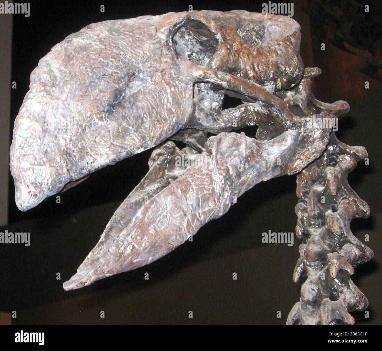 Diatryma hi-res stock photography and images - Alamy