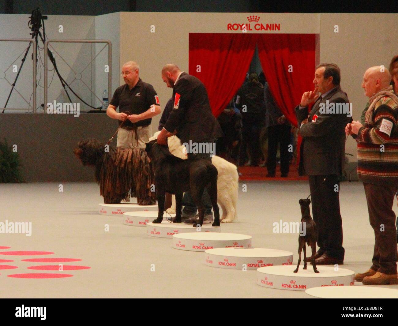 Dogs in competition at dog's event Stock Photo - Alamy