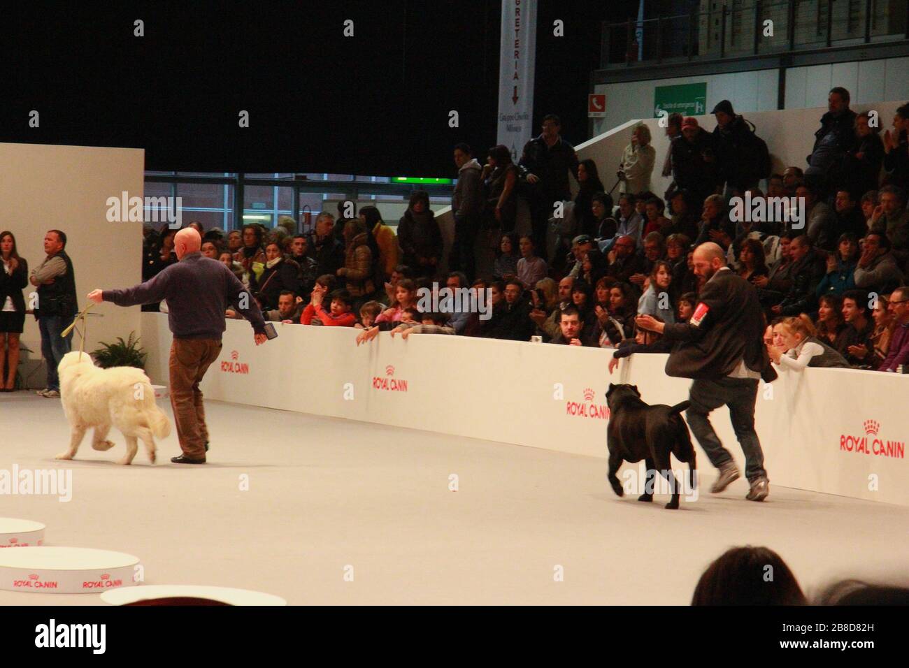 Dogs in competition at dog's event Stock Photo - Alamy