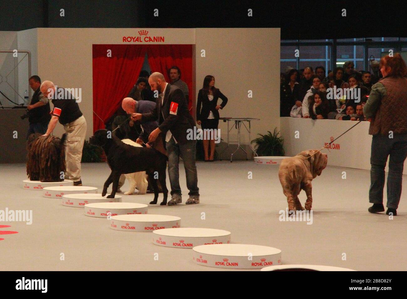Dogs in competition at dog's event Stock Photo - Alamy