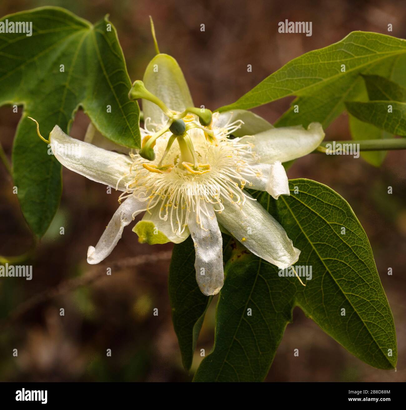 Passiflora subpeltata hi-res stock photography and images - Alamy