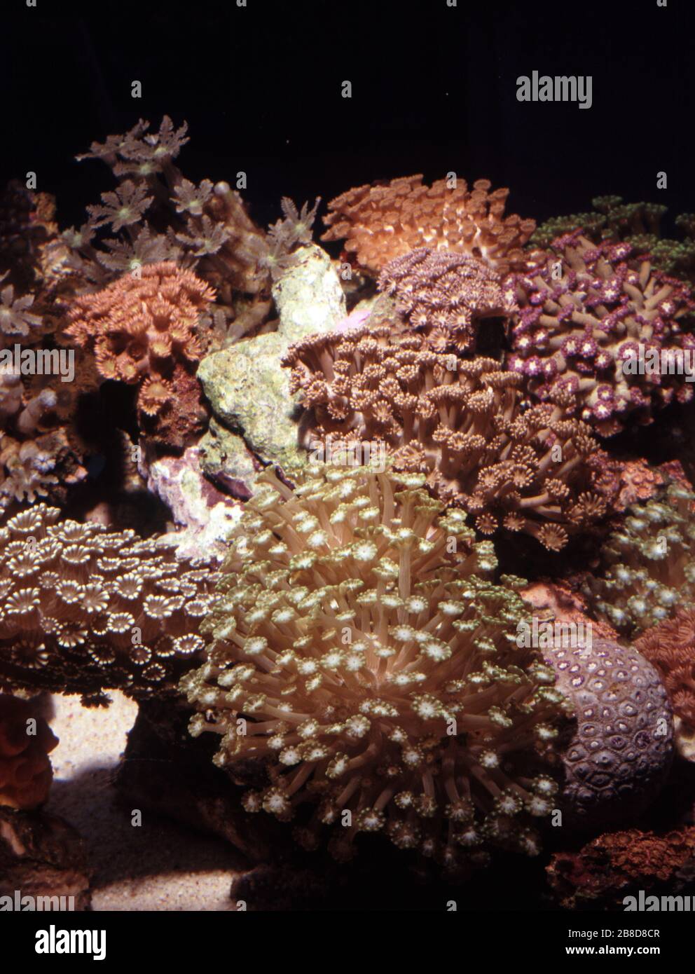 Alveopora coral hi-res stock photography and images - Alamy
