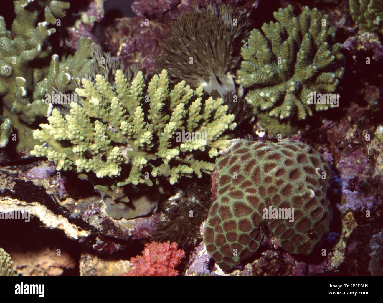Indo-Pacific Stony corals (Scleractinia Stock Photo - Alamy