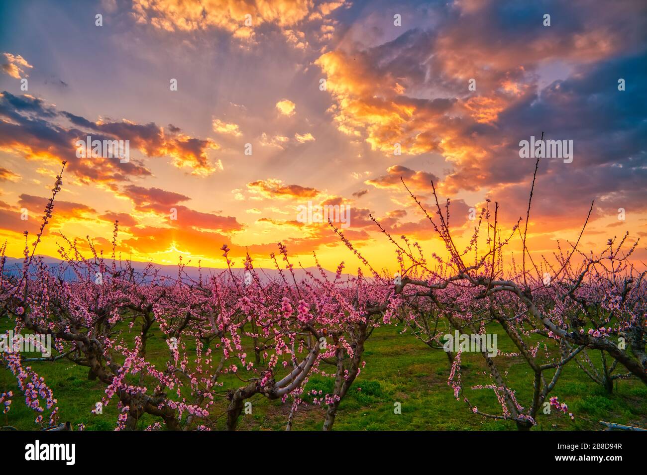 Aerial view of the orchard of bloomed peach trees at sunset in spring ...