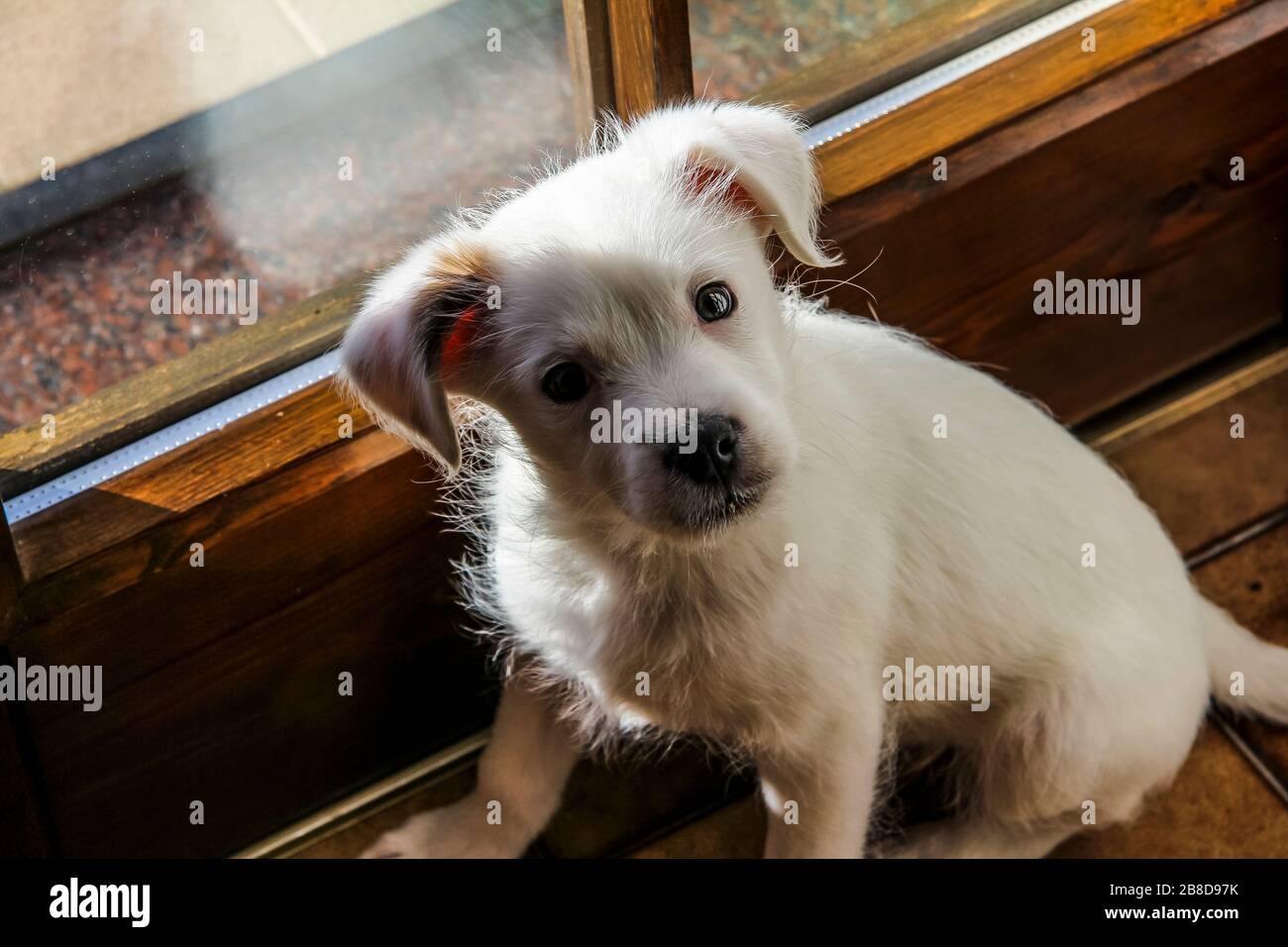 White dog playing Stock Photo - Alamy