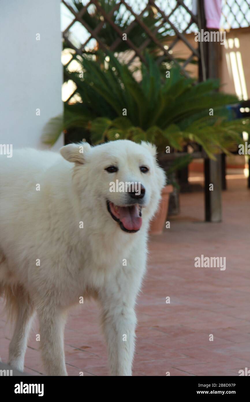 White dogs playing toghther Stock Photo - Alamy