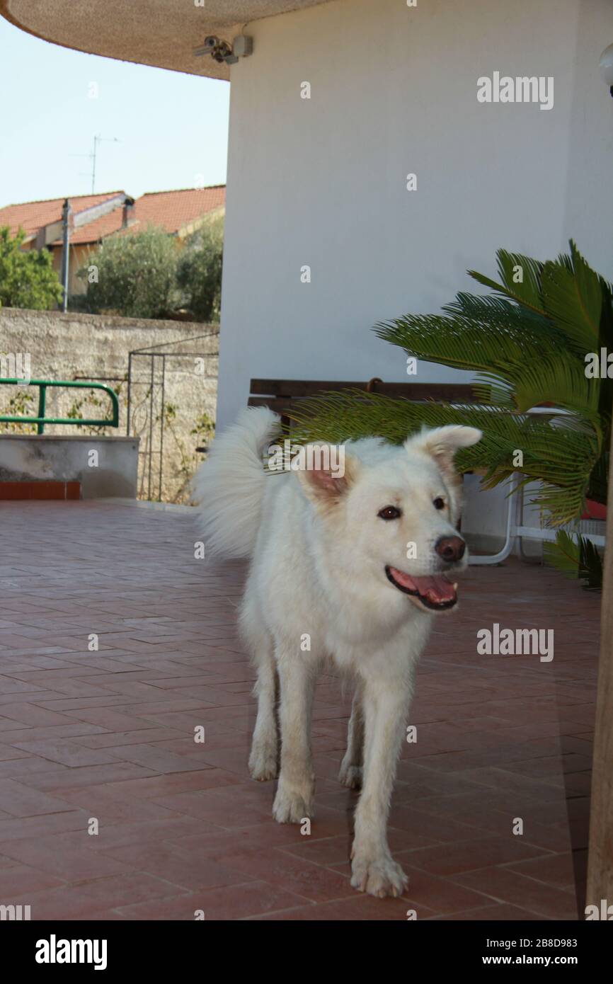 White dogs playing toghther Stock Photo - Alamy
