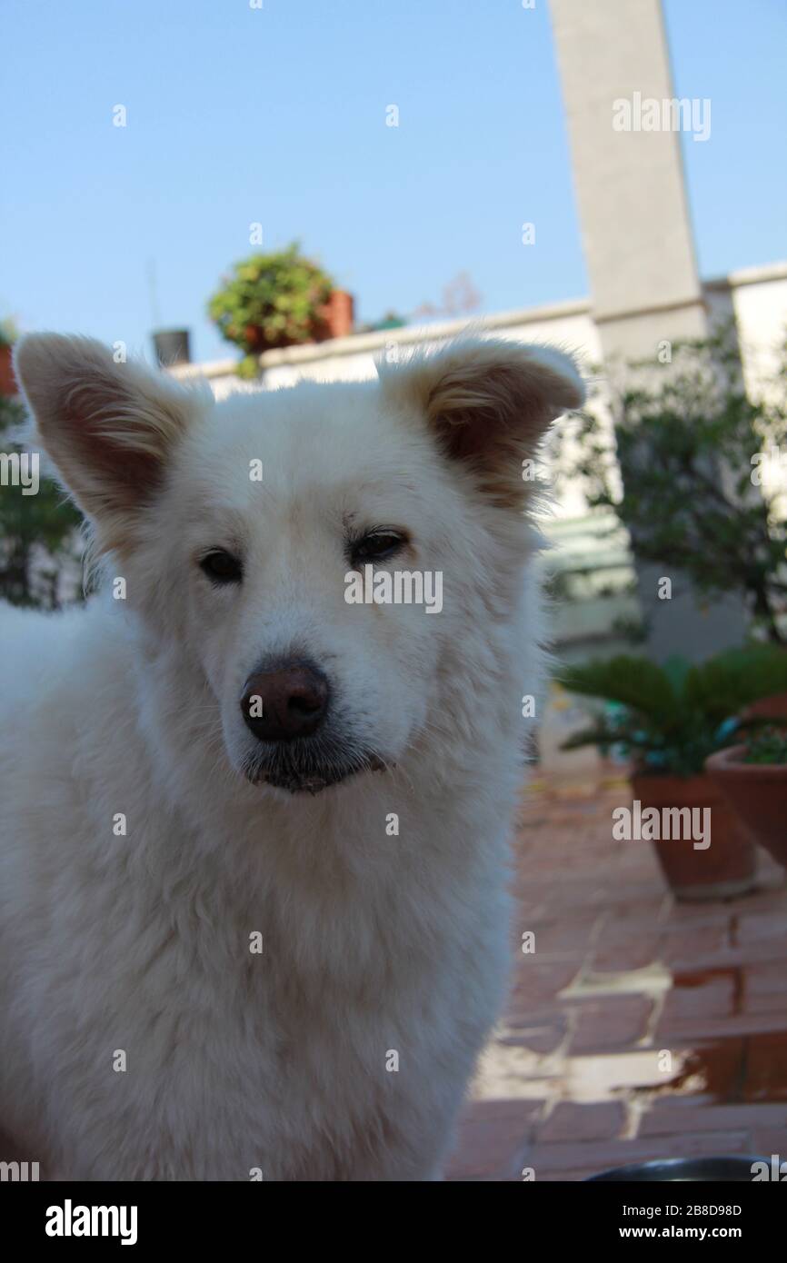 White dogs playing toghther Stock Photo - Alamy