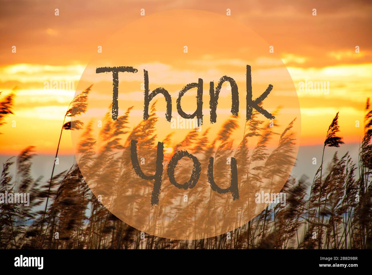 Beach Grass At Sunrise Or Sunset, Text Thank You Stock Photo - Alamy