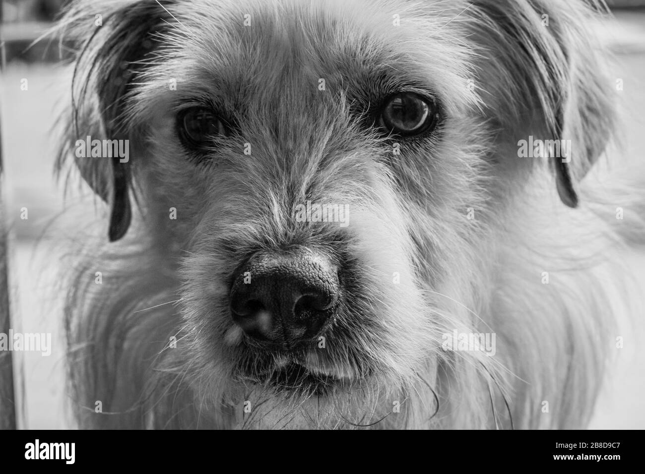Cute fluffy white dog Black and White Stock Photos & Images - Alamy