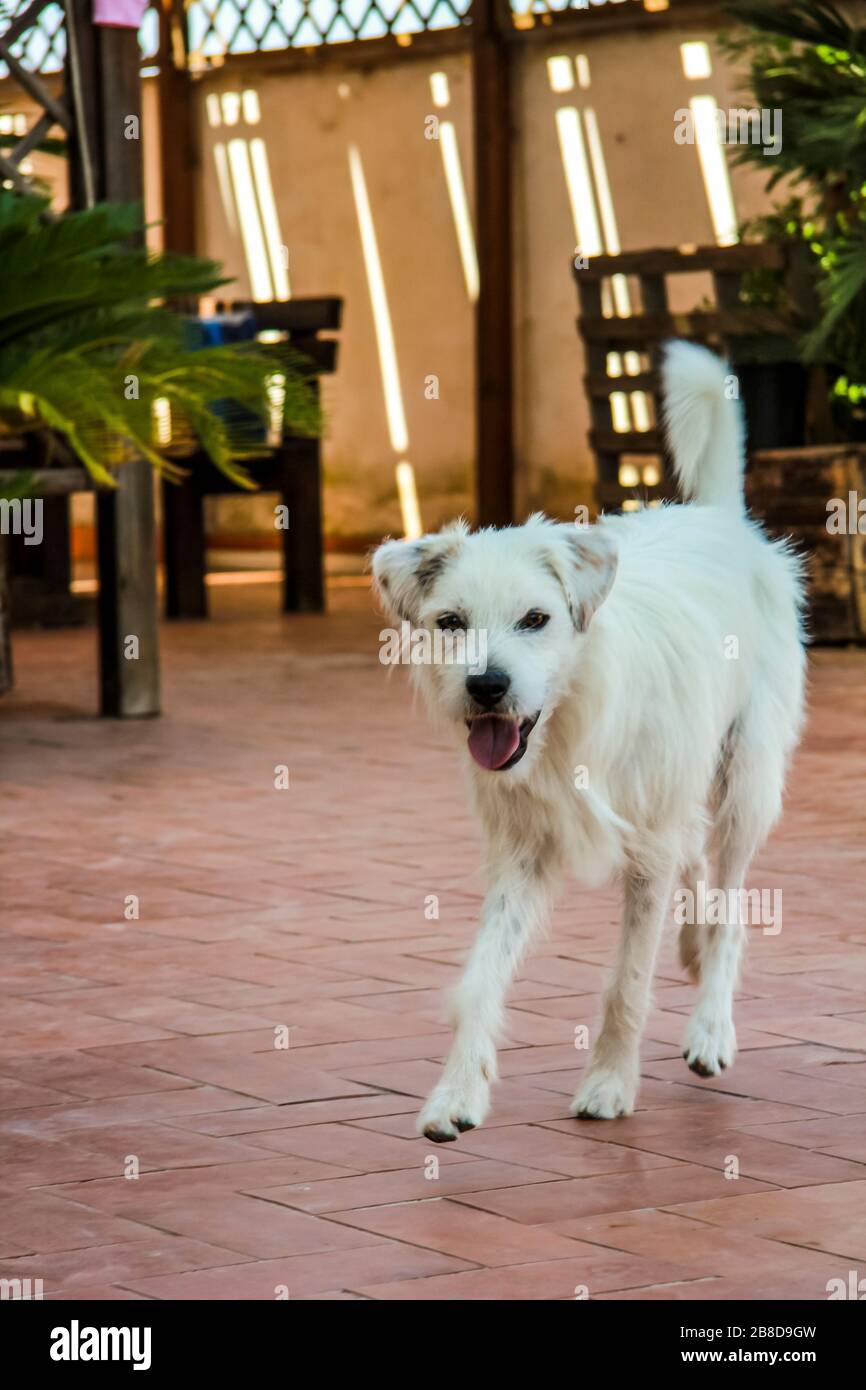 White dog playing Stock Photo - Alamy