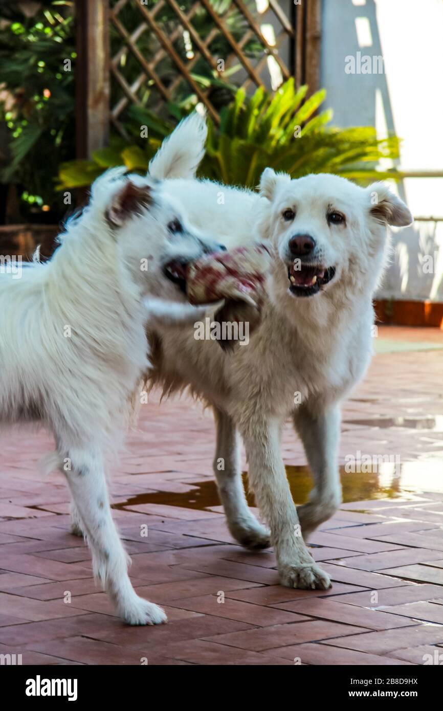 White dog playing Stock Photo - Alamy