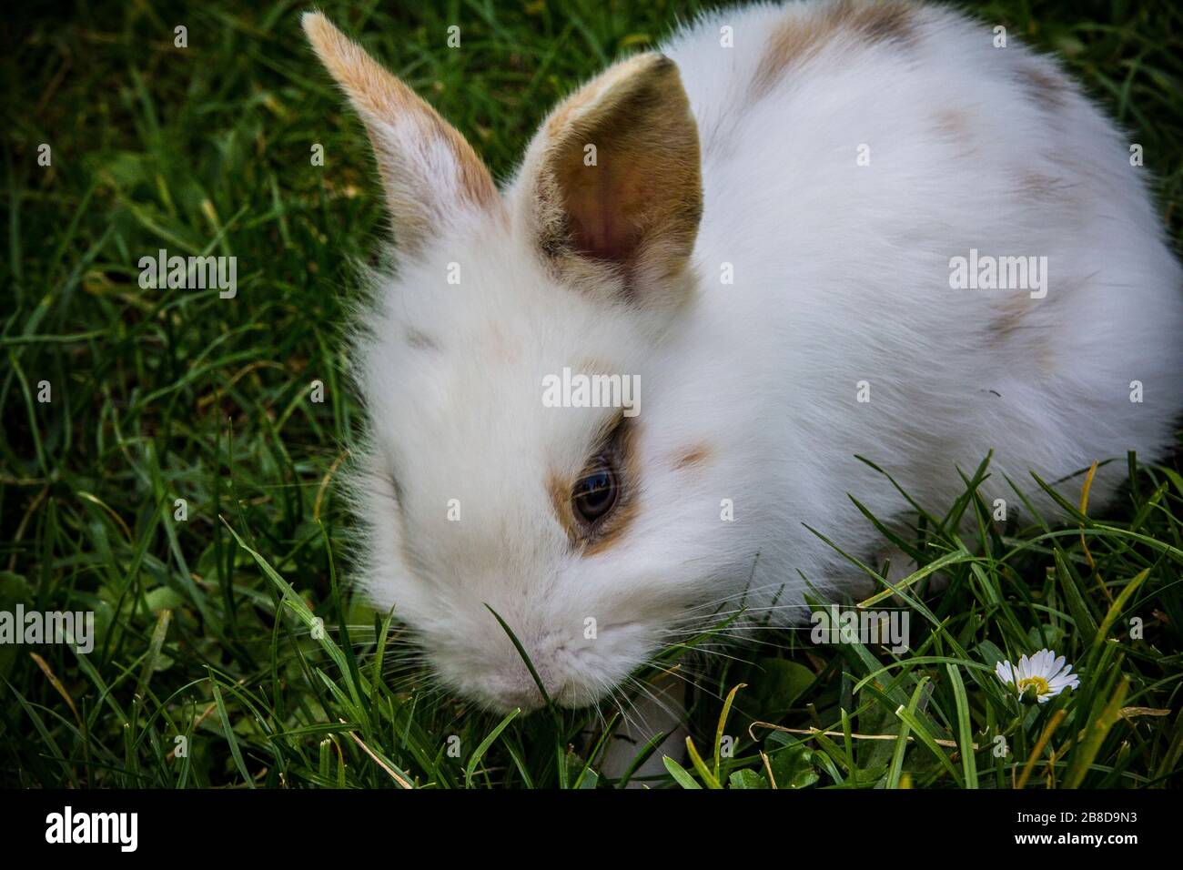 White Fluffy rabbit in green background Stock Photo - Alamy