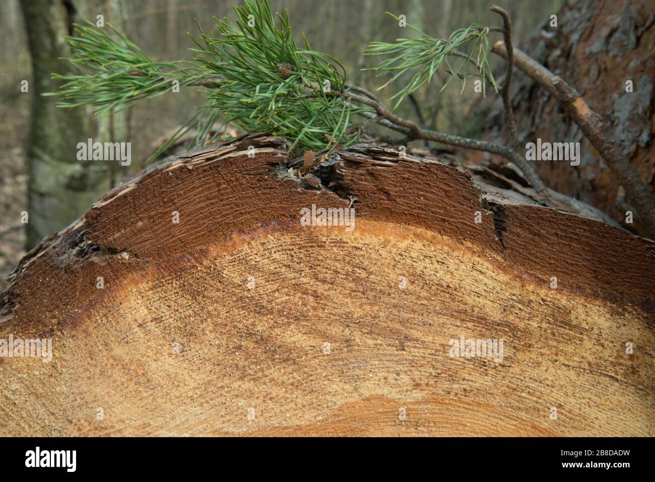Log in forest hi-res stock photography and images - Alamy