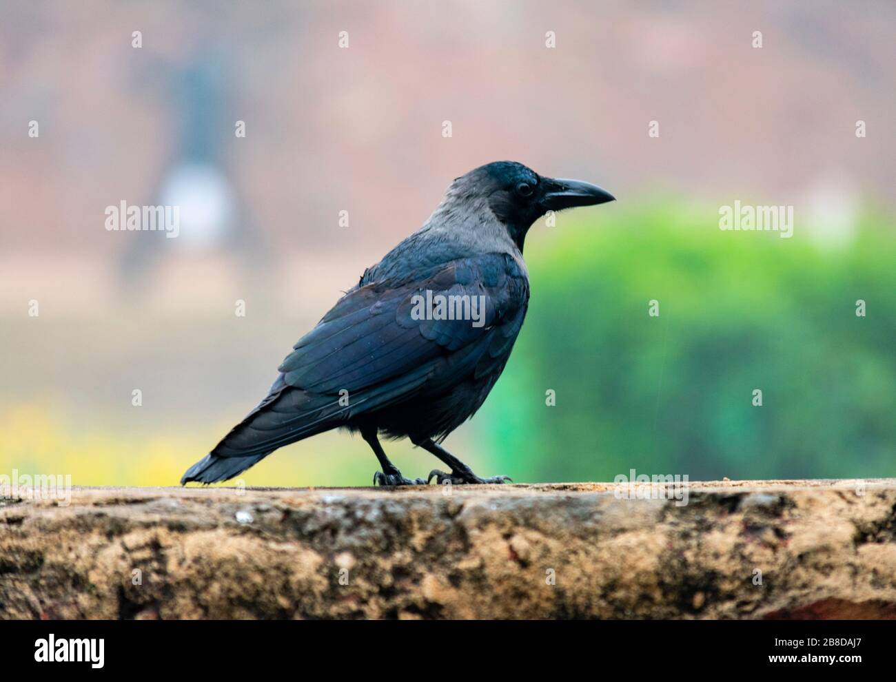 Lodi gardens bird hi-res stock photography and images - Alamy