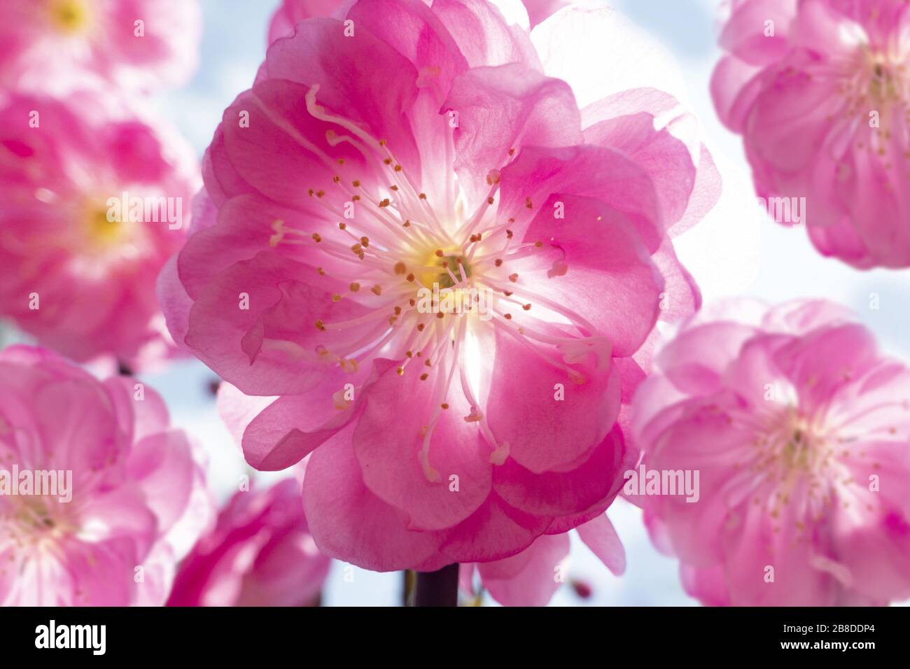 Prunus accolade hi-res stock photography and images - Alamy