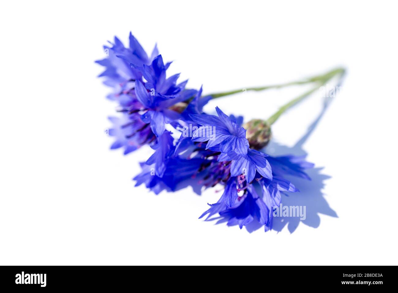 blue cornflower isolated on white background Stock Photo - Alamy