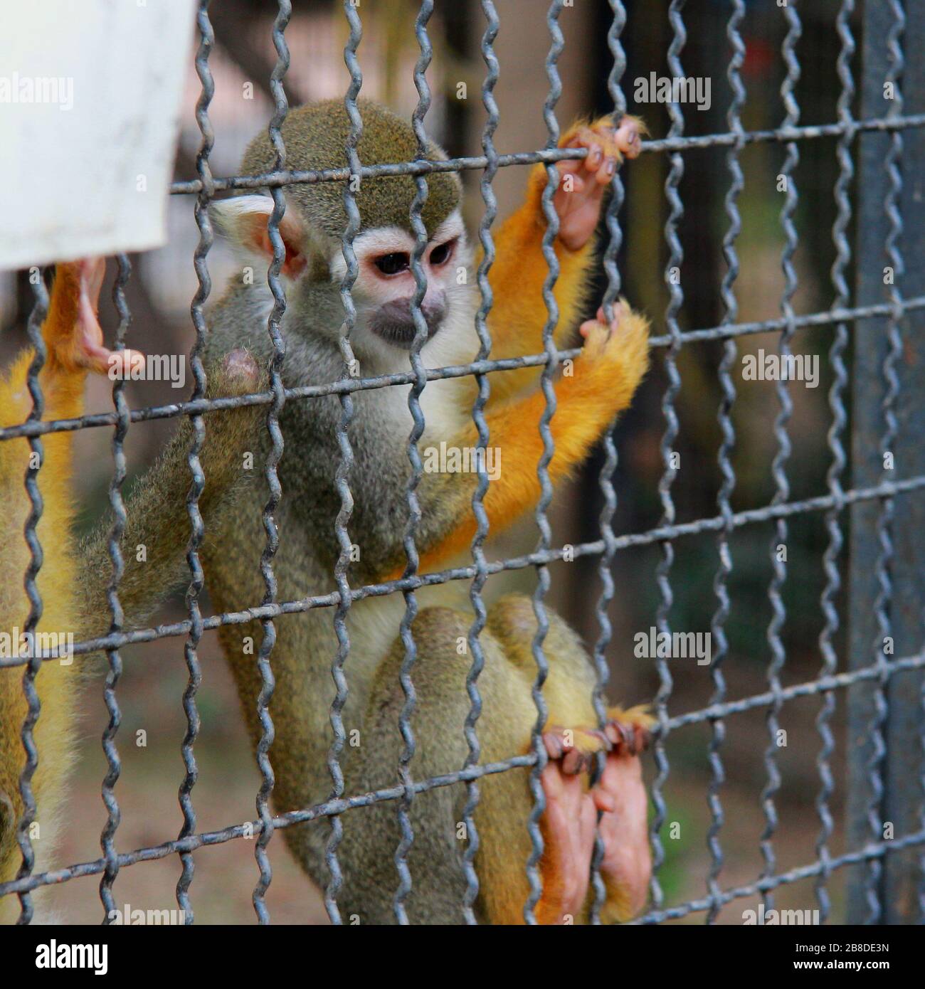 Monkey face cut in hi-res stock photography and images - Alamy
