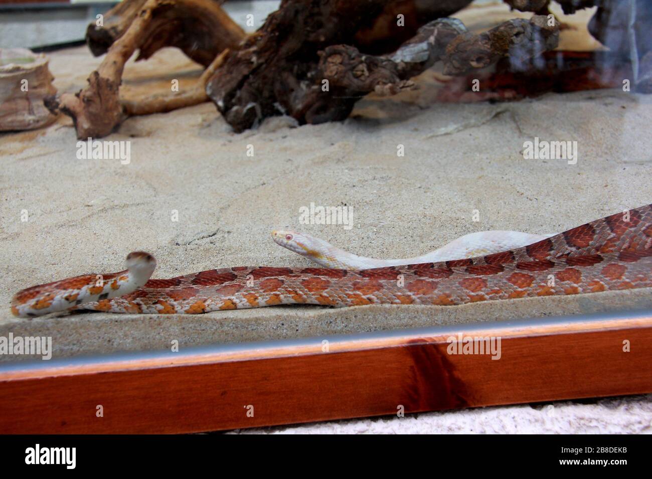 Reptile in the zoological park Stock Photo - Alamy