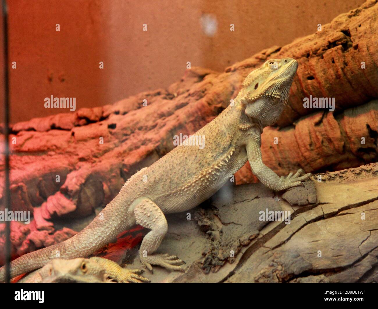 Reptile in the zoological park Stock Photo - Alamy