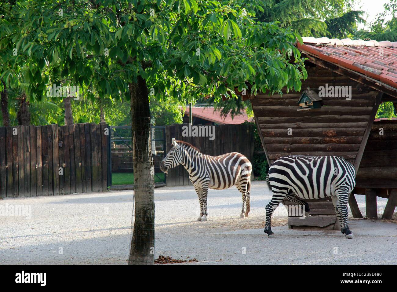 Zebra in the zoological garden Stock Photo - Alamy