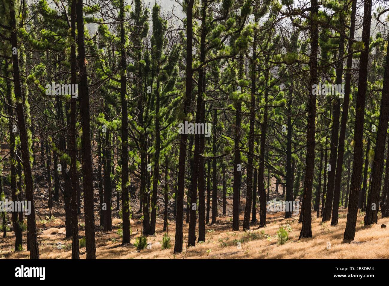 Native To The Canary Islands High Resolution Stock Photography and ...