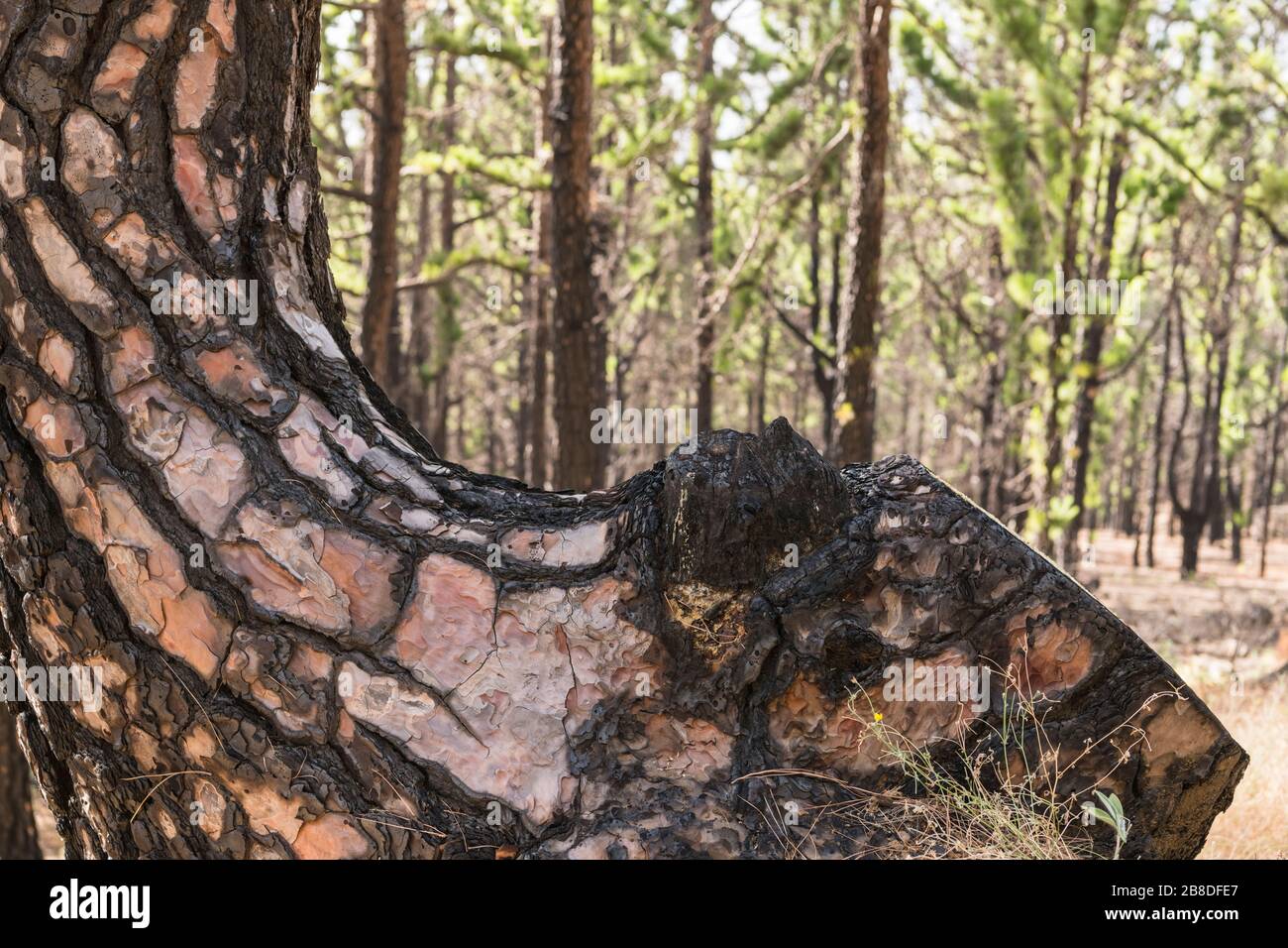 Tree bark burnt hi-res stock photography and images - Alamy