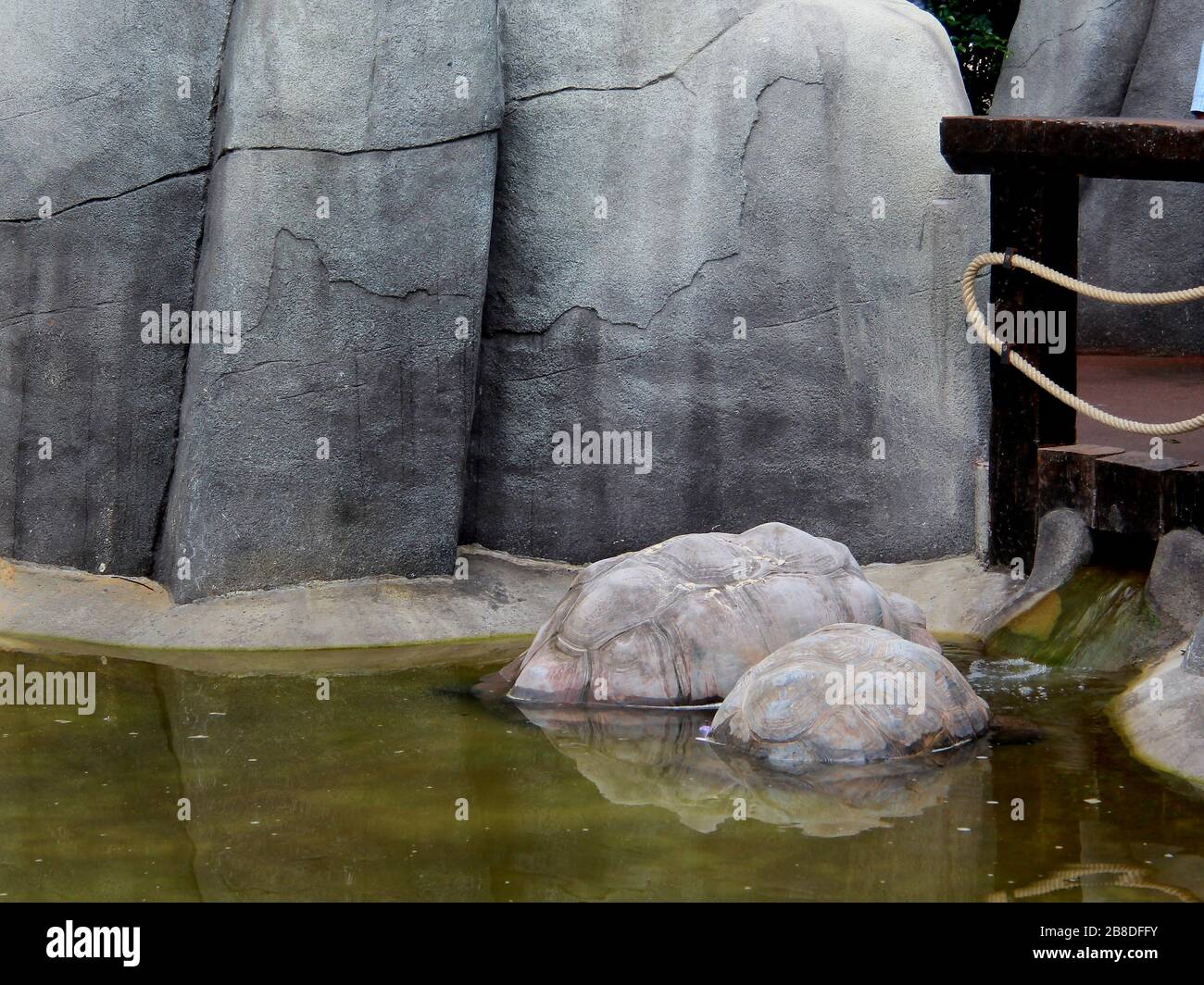 Turtles in the zoological park Stock Photo - Alamy