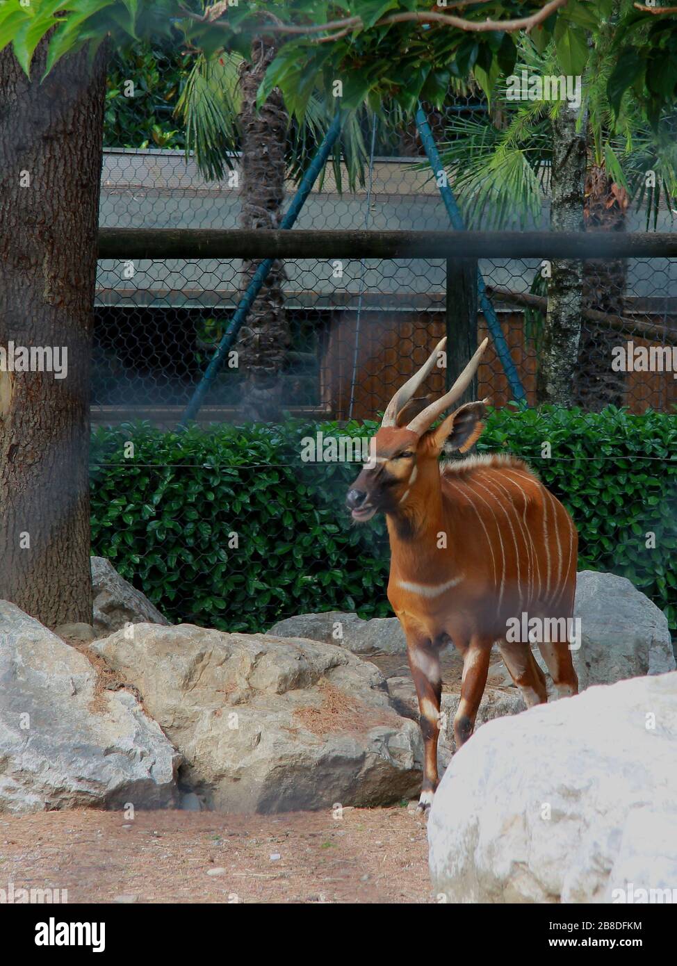 Animal in the zoological park Stock Photo - Alamy
