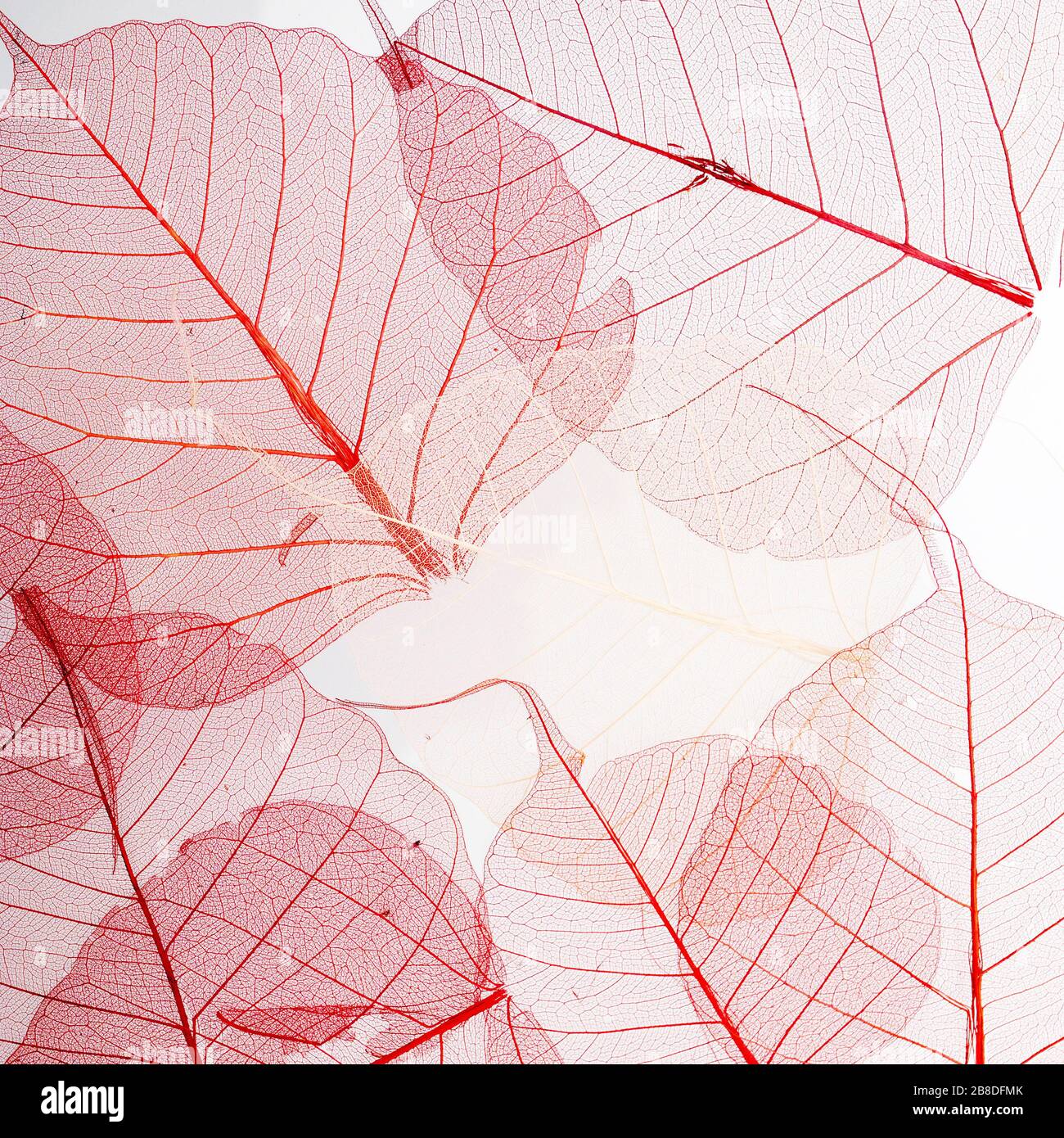 transparent leaf skeletons on white background. Card. Copyspace. Design ...