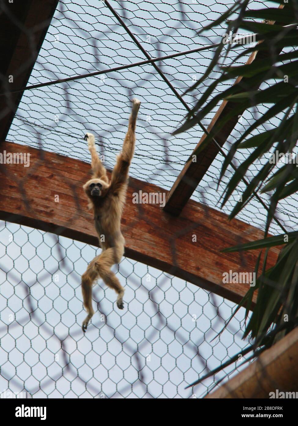 Vervet monkey eating food hi-res stock photography and images - Alamy