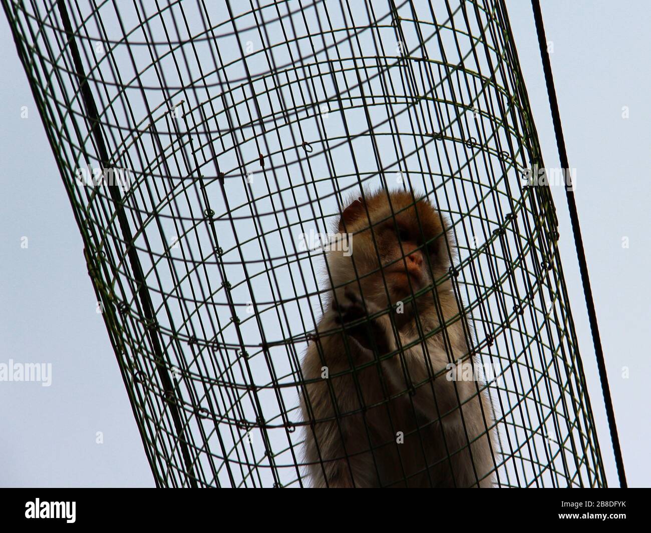Vervet monkey eating food hi-res stock photography and images - Alamy