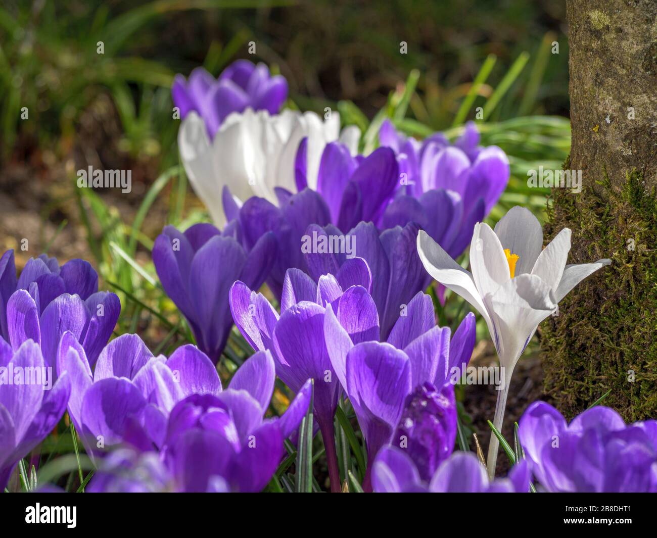 Crocuses (Crocus sp.), purple flowers in Springtime, Bavaria, Germany ...