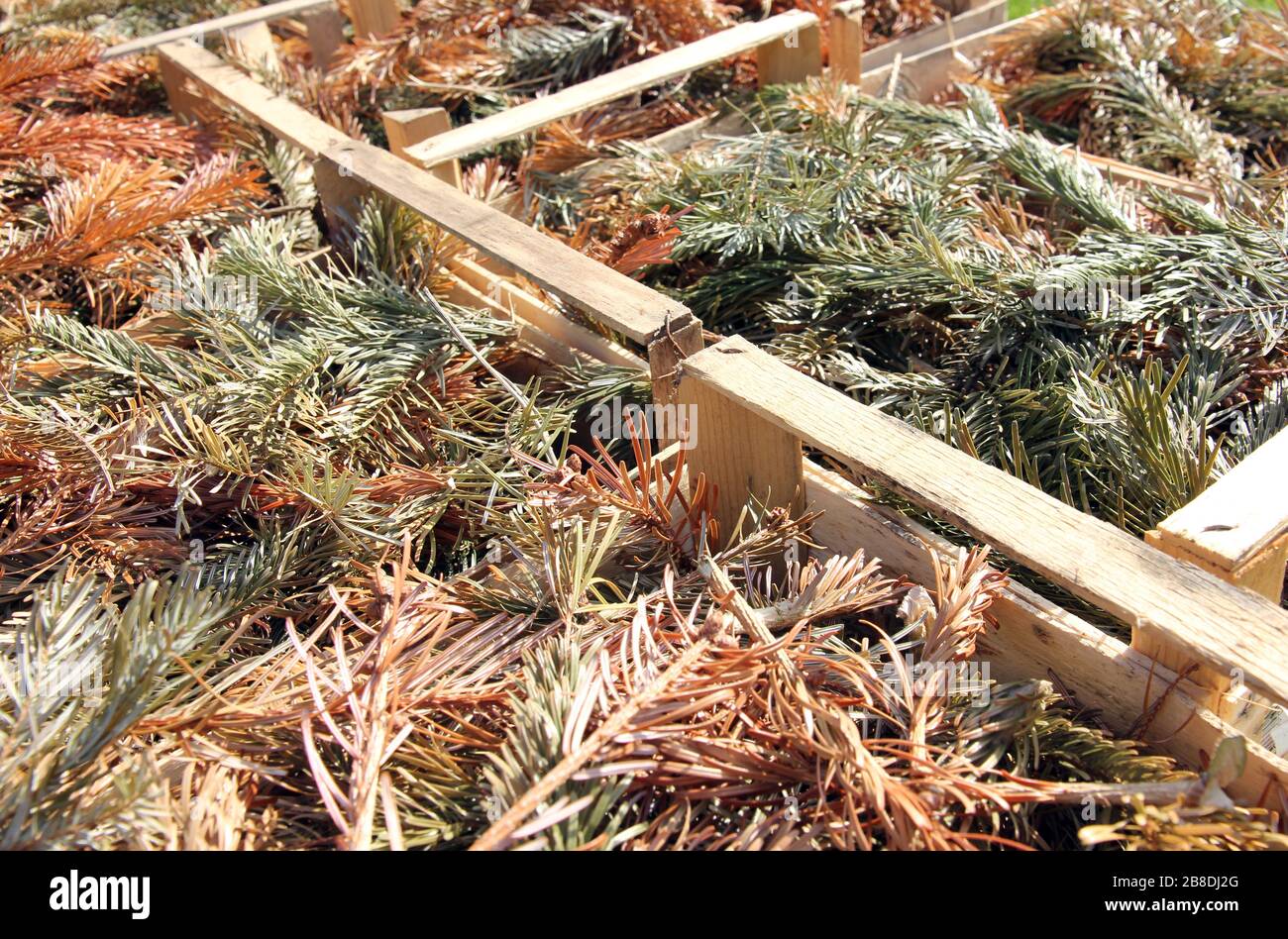 pine branches kindling Stock Photo - Alamy