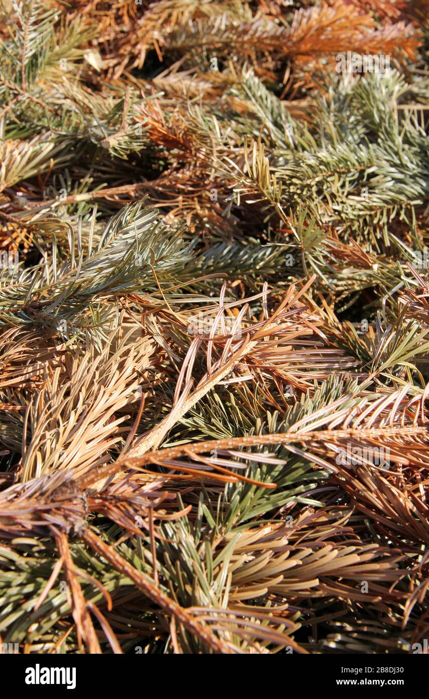 pine branches kindling Stock Photo - Alamy