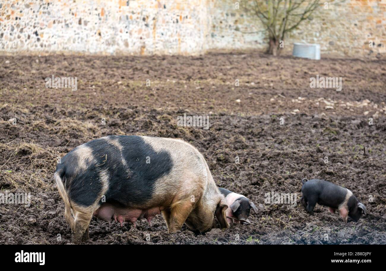 Saddleback pigs with piglets and sow in muddy farmyard, Gosford Estate ...