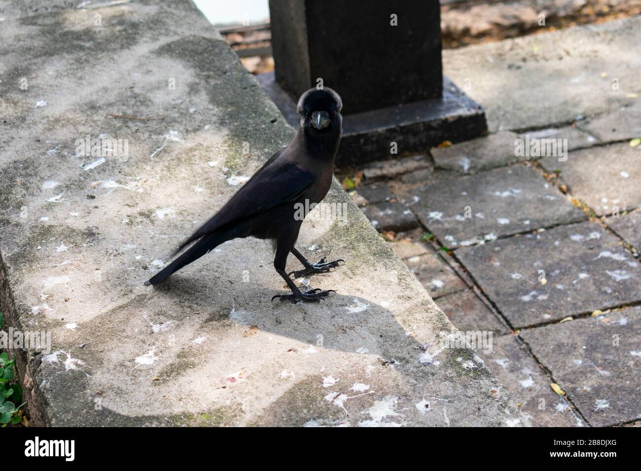Sri Lanka, Colombo - December 31 2019 - A crow looks at us in Sri Lanka ...