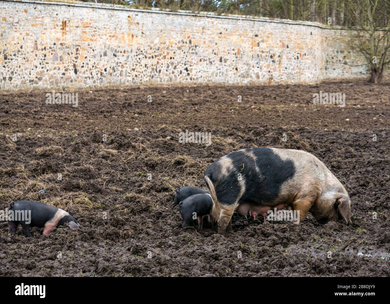 Saddleback pigs with piglets and sow in muddy farmyard, Gosford Estate ...