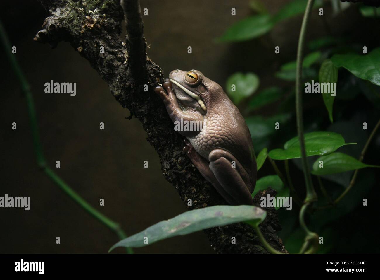 australian tree frog resting on a branch in front of dark background ...