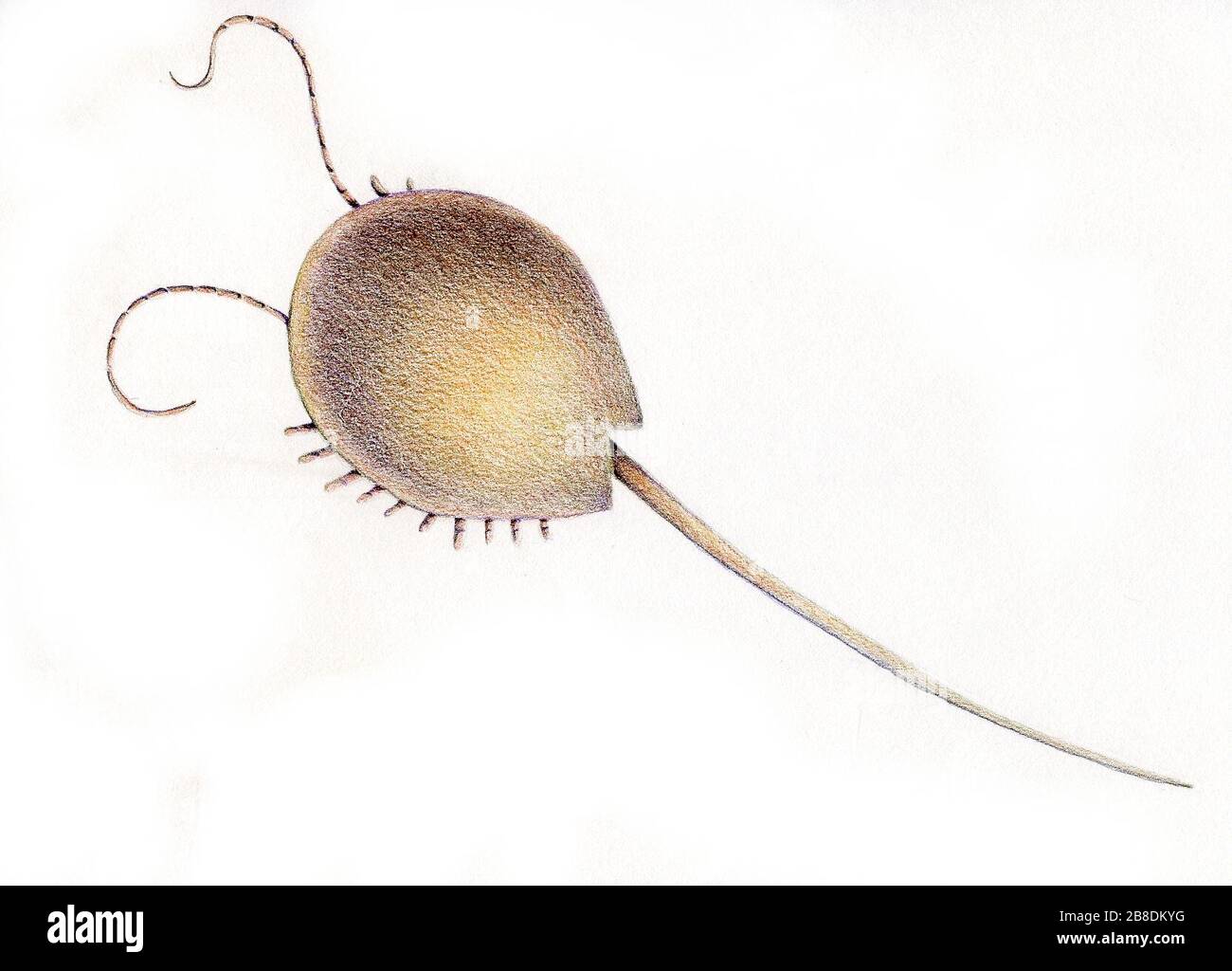 Colored Pencil Drawing High Resolution Stock Photography and Images - Alamy