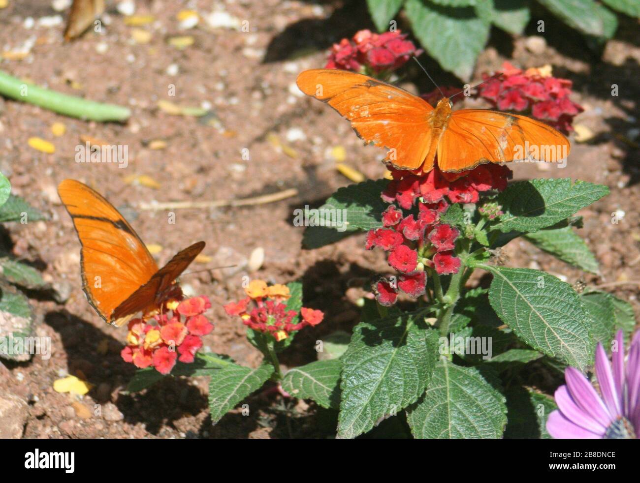 Dave Marshall High Resolution Stock Photography and Images - Alamy