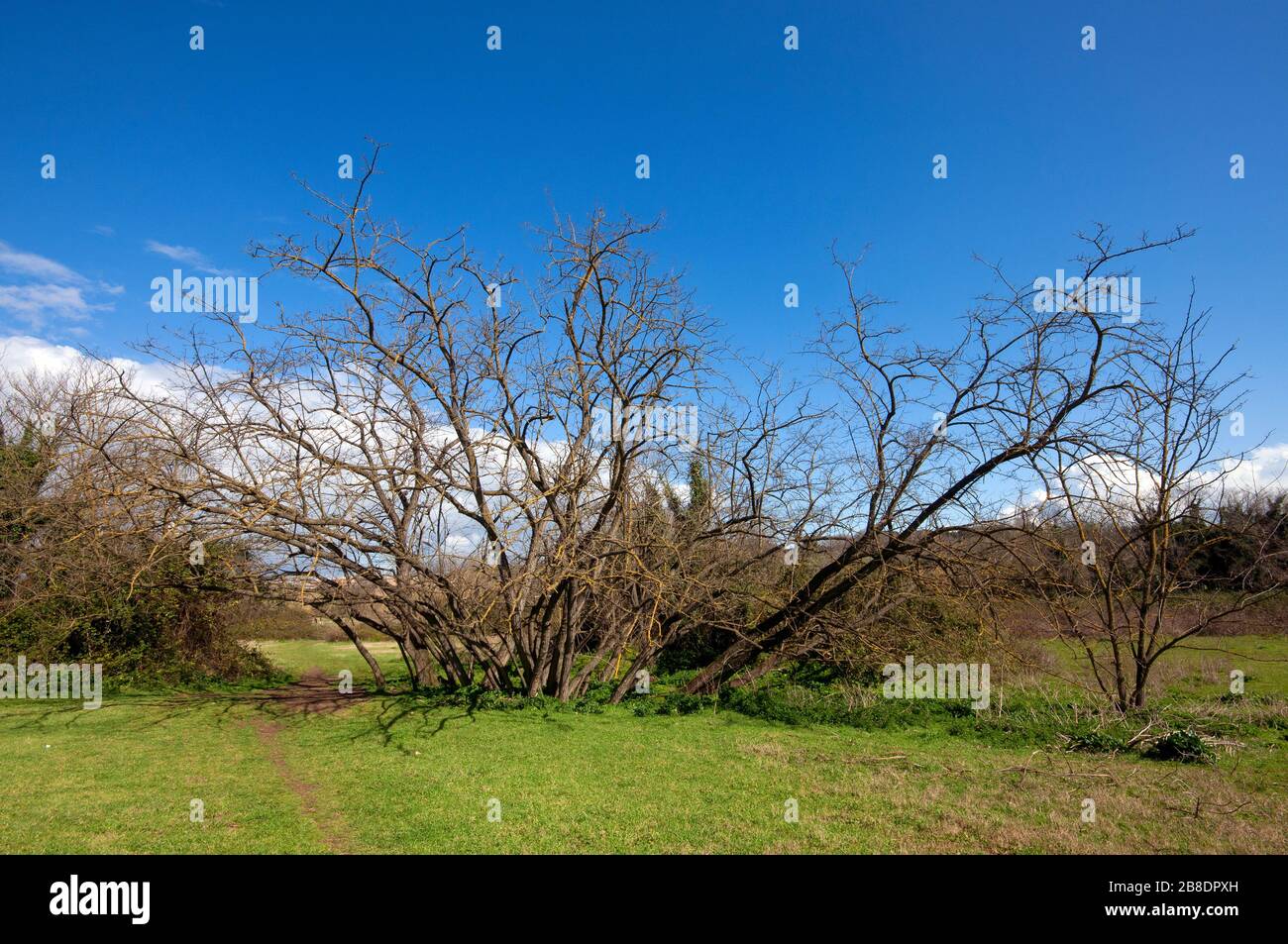 Caffarella Valley, Appia Antica Regional Park, Rome, Lazio, Italy Stock ...
