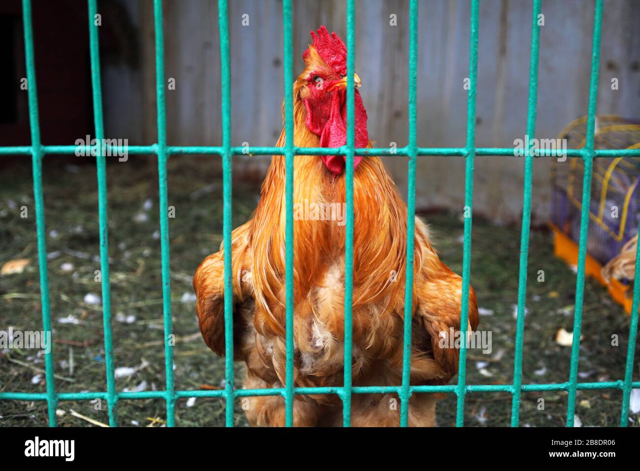 adult rooster stands in a cage Stock Photo - Alamy