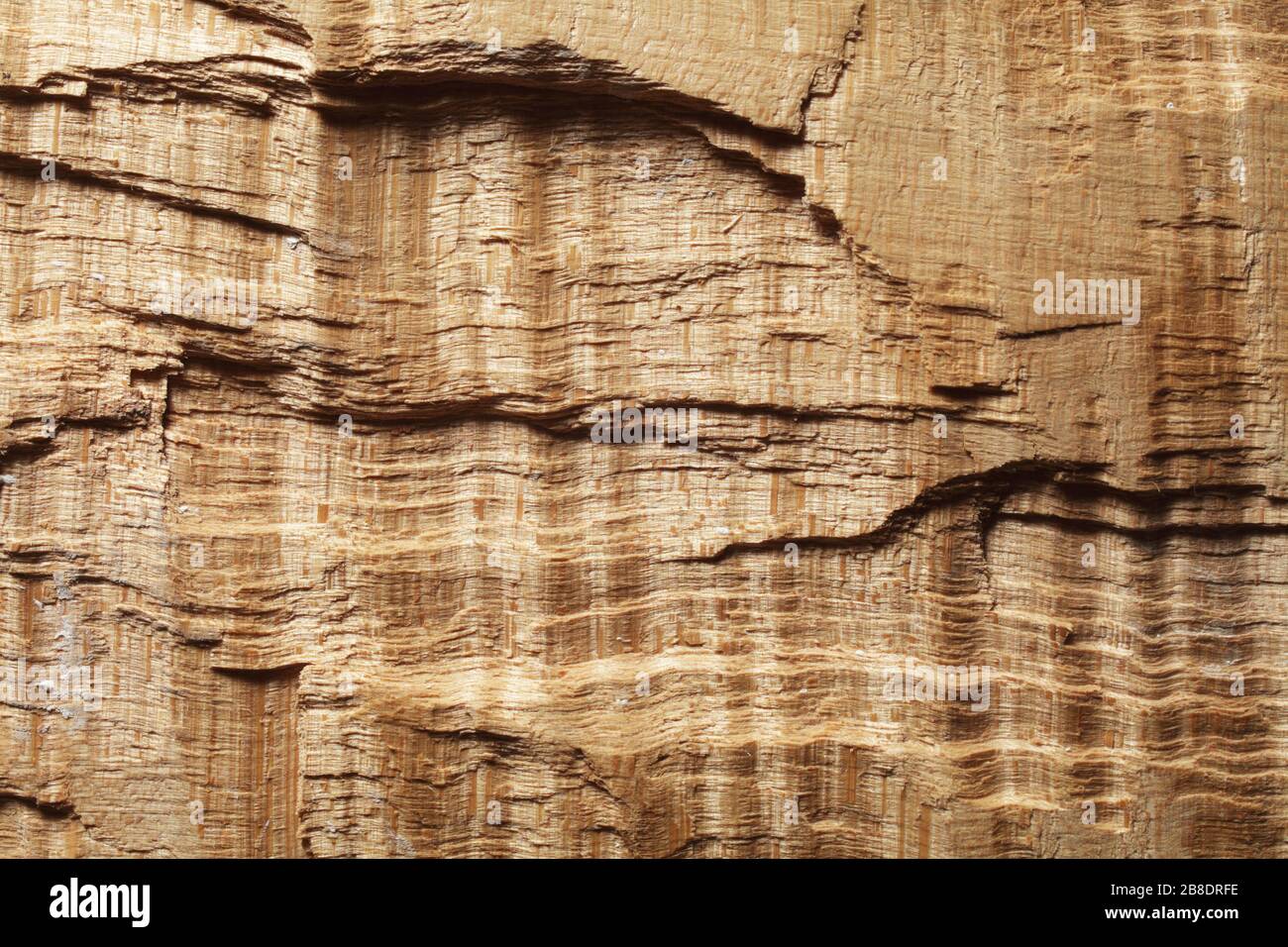 wood maple sycamore background texture Stock Photo - Alamy