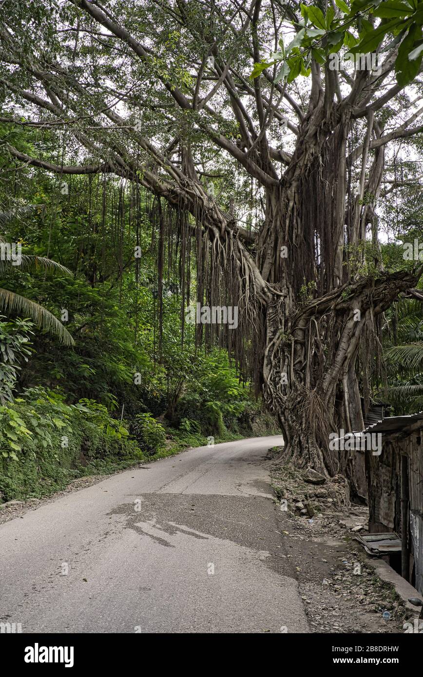 Giant tree fern in rainforest hi-res stock photography and images - Alamy